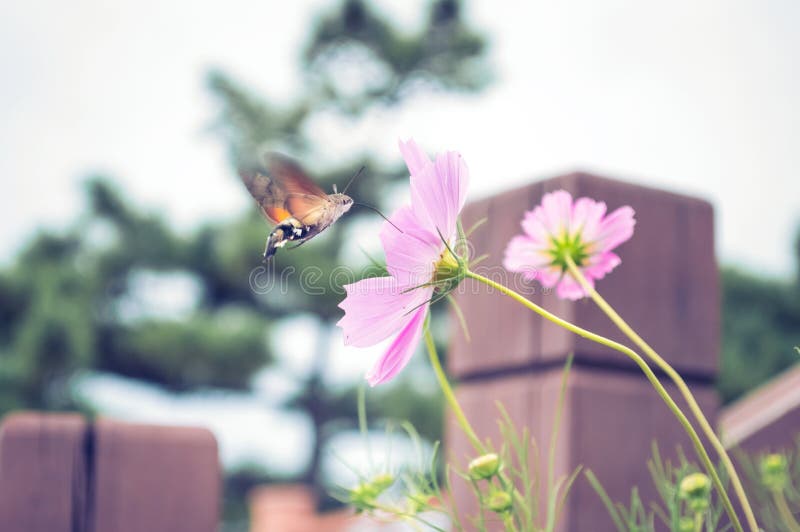 Hummingbird Moth with Cosmos Flower Stock Photo - Image of sphinx ...