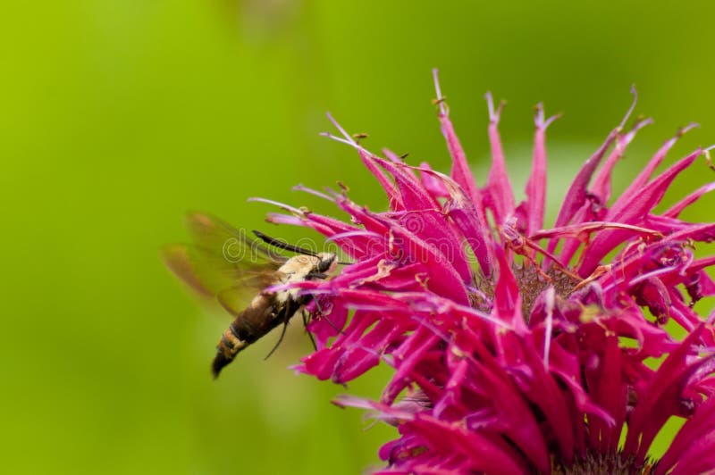 Hummingbird Moth Feeding on Bee-Balm Flowers. Stock Photo - Image of ...