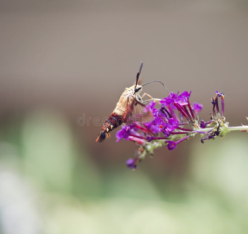 Hummingbird Moth stock photo. Image of feed, bloom, wildlife - 75654400