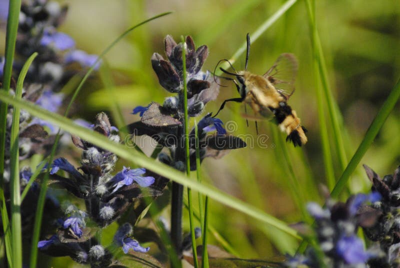 Hummingbird moth flying stock photo. Image of honeybee - 199280214