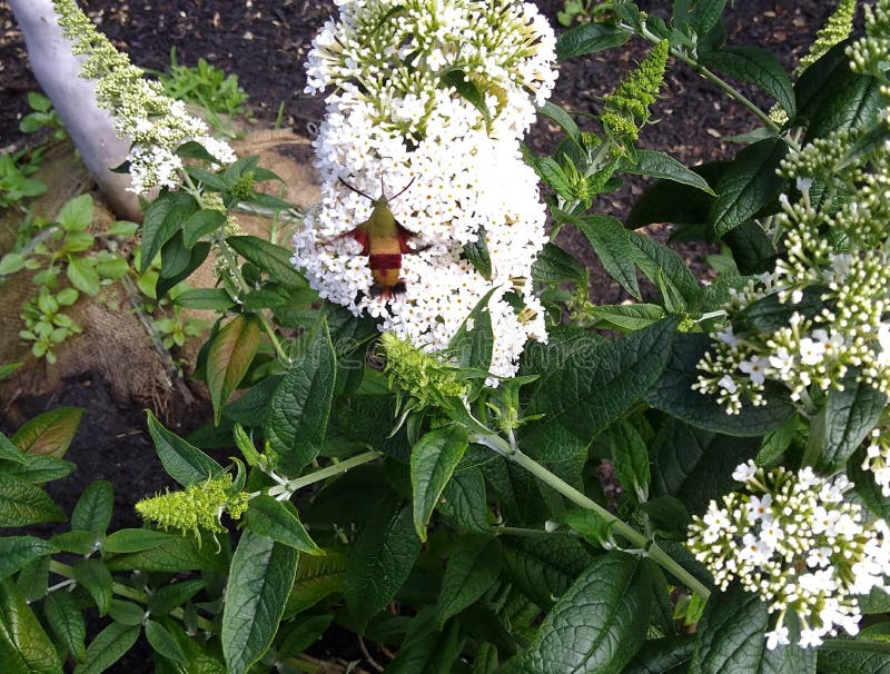 Hummingbird Moth stock image. Image of hummingbird, insect - 122237139