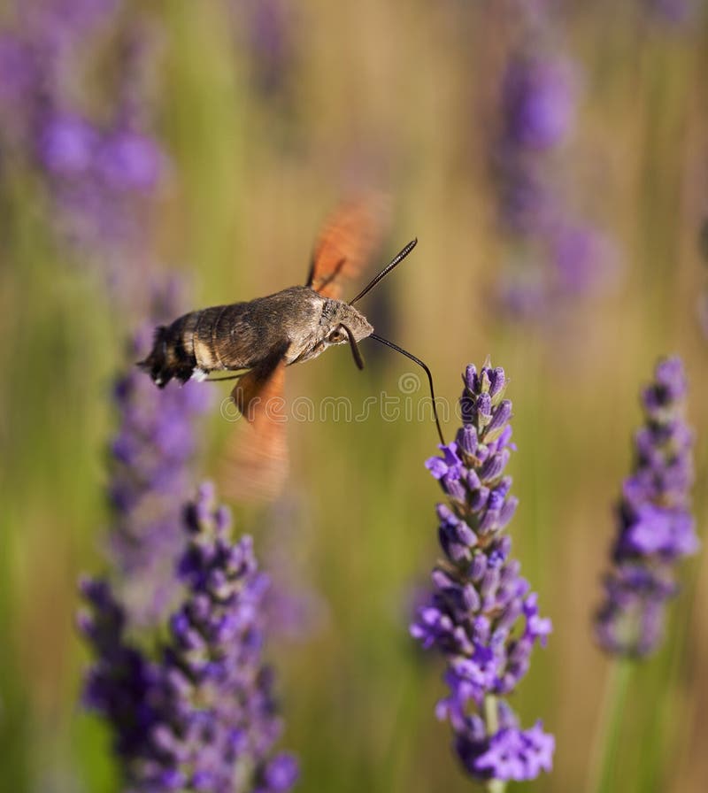 Moth in Lavender stock image. Image of lavender, flower - 58298177
