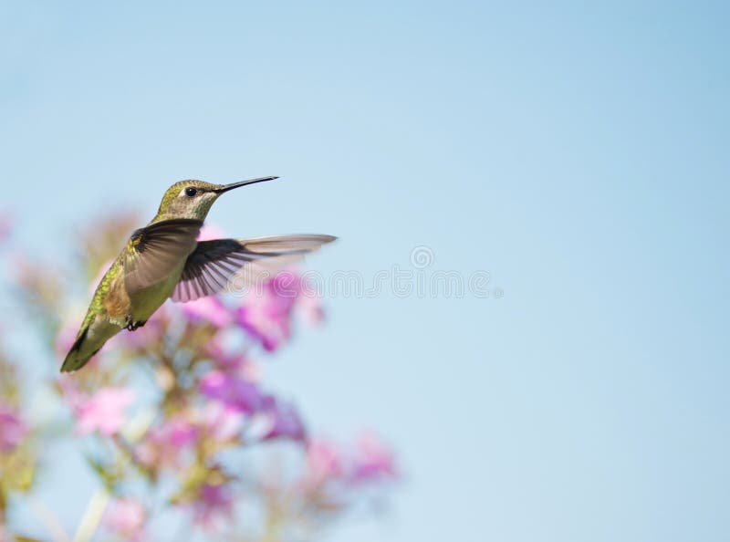 Hummingbird In Motion. Picture Image: 20689799