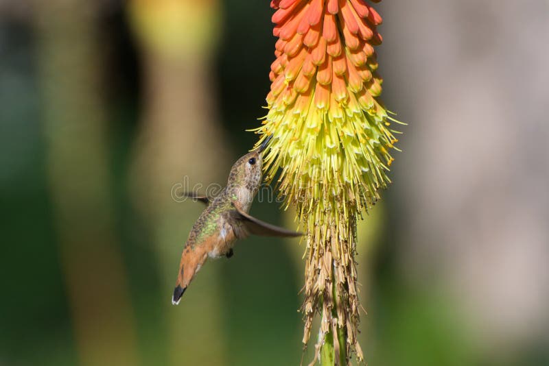 Hummingbird Nectaring on Red Hot Poker Flower Stock Photo - Image of ...