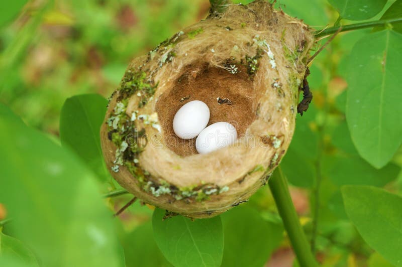 Hummingbird nest with egg stock photo. Image of wild - 42787622