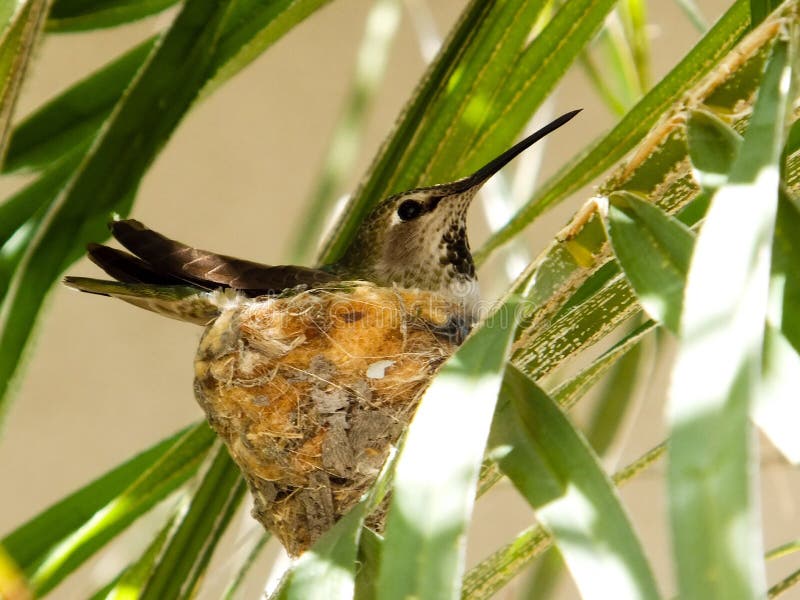 Hummingbird and nest stock image. Image of mother, hummingbird - 52642319