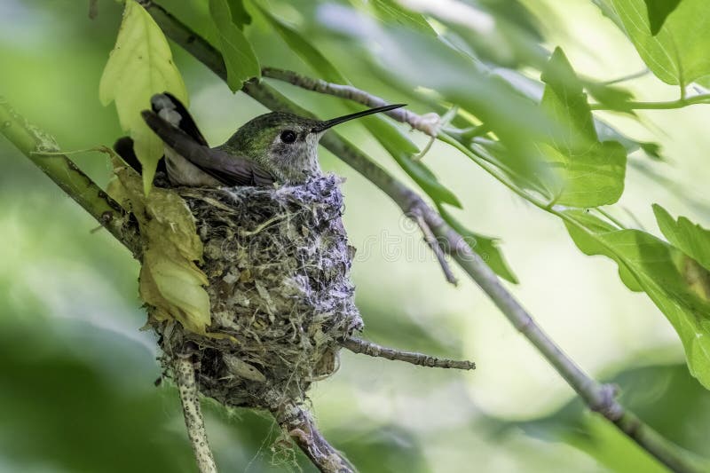 Hummingbird on nest stock image. Image of season, avian - 321354825