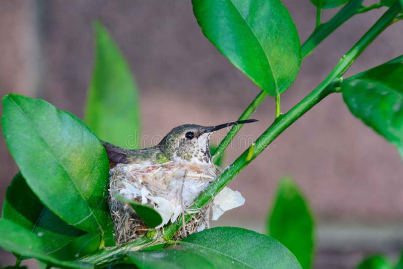 Hummingbird nesting stock image. Image of tree, nest - 58043355