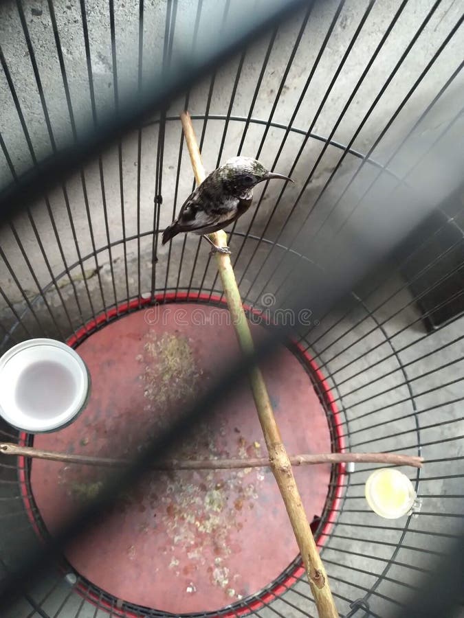 Hummingbird ninja blorok stock image. Image of light - 266276445