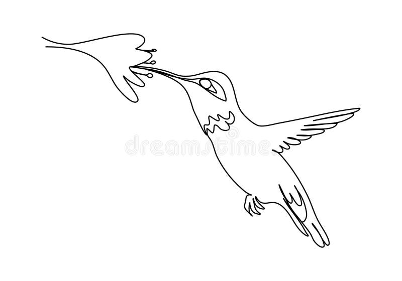 Hummingbird. One Line Drawing Vector Illustration Stock Illustration ...