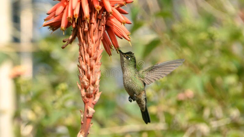 Hummingbird at a Park in Chile Stock Image - Image of ...