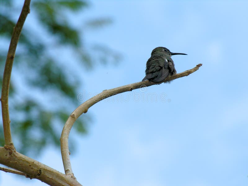 Hummingbird Perched on Branch Stock Photo - Image of green, colourful ...