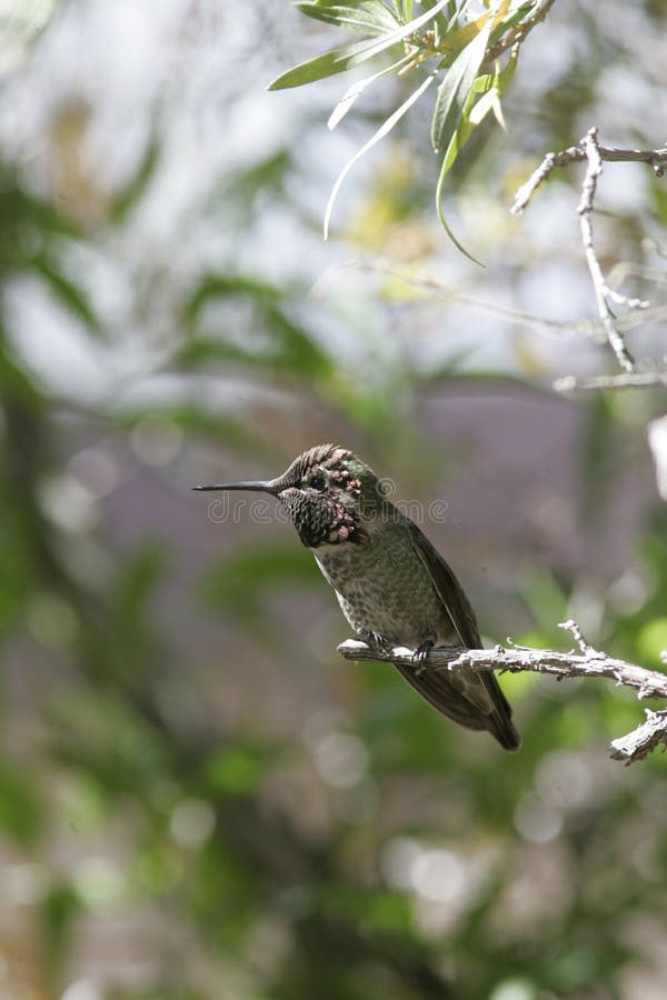 Hummingbird stock image. Image of feeder, feathers, feedern - 90176899