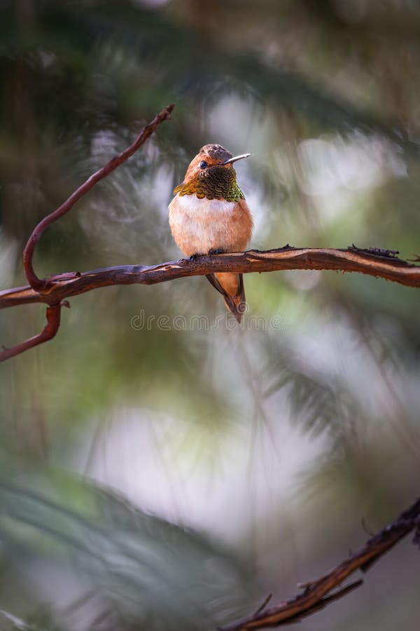 A Hummingbird is Perched on a Branch Stock Photo - Image of wildlife ...