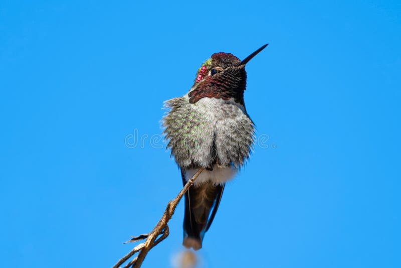 Hummingbird Perched on Branch Stock Photo - Image of branch, birds ...