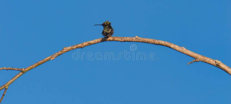 Hummingbird Perched on a Curved Limb of a Tree Looking Left in Front of ...