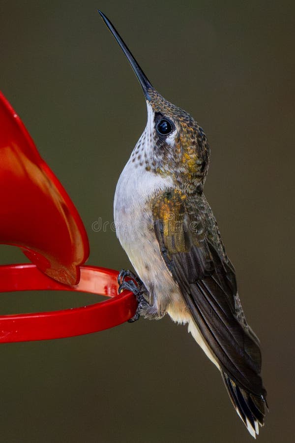 Hummingbird Perched on a Feeder. Stock Image - Image of feeder ...