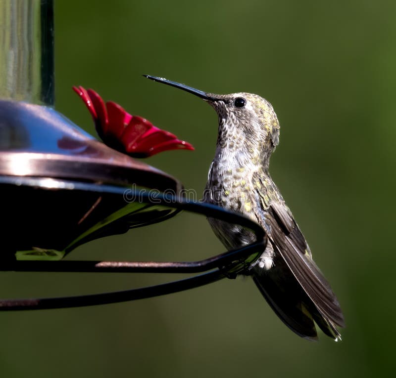 Hummingbird Perched on a Feeder Showing Magnificent Tail Feathers Stock ...