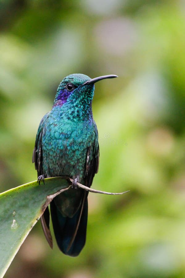 Hummingbird Perched on Leaf Stock Photo - Image of wild, wildlife ...