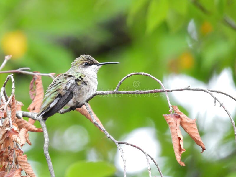 Hummingbird Perched: a Ruby Throated Hummingbird is Perched on Tree ...