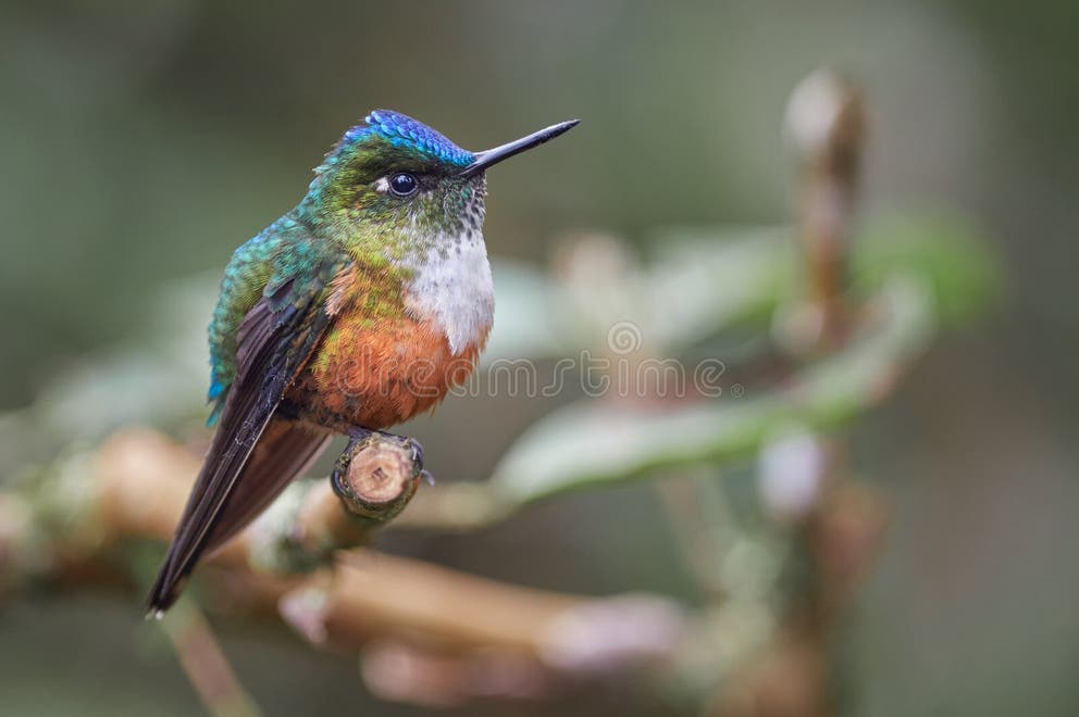 Hummingbird Perched Sideways on a Branch Stock Photo - Image of andes ...