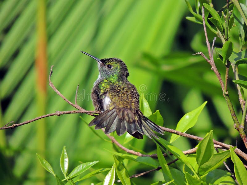 Hummingbird Perched with Tail Open Stock Image - Image of ornithology ...