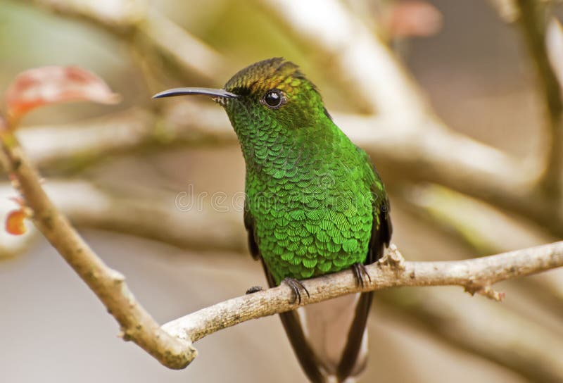 Hummingbird Perched On Tree Branch Royalty Free Stock Photography ...