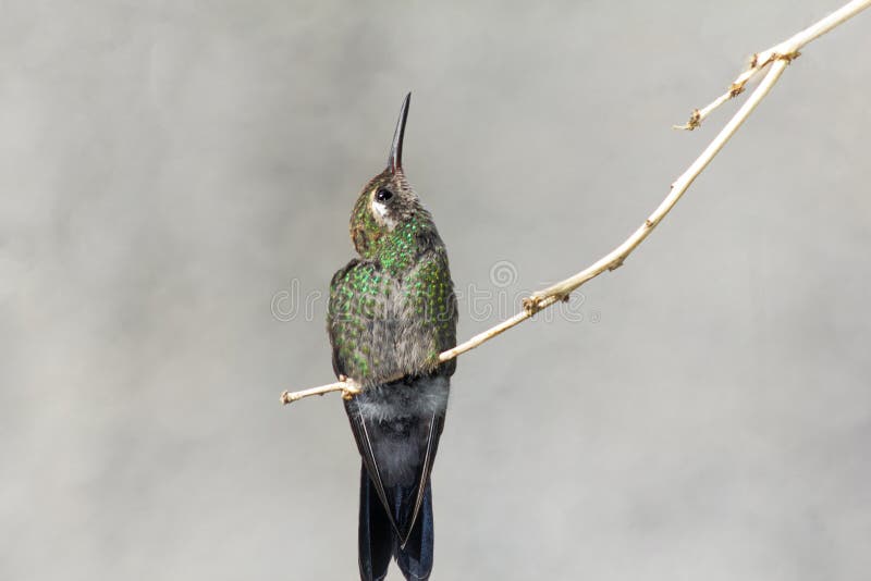 Hummingbird Perched on Tree Branch Stock Image - Image of wing, perched ...