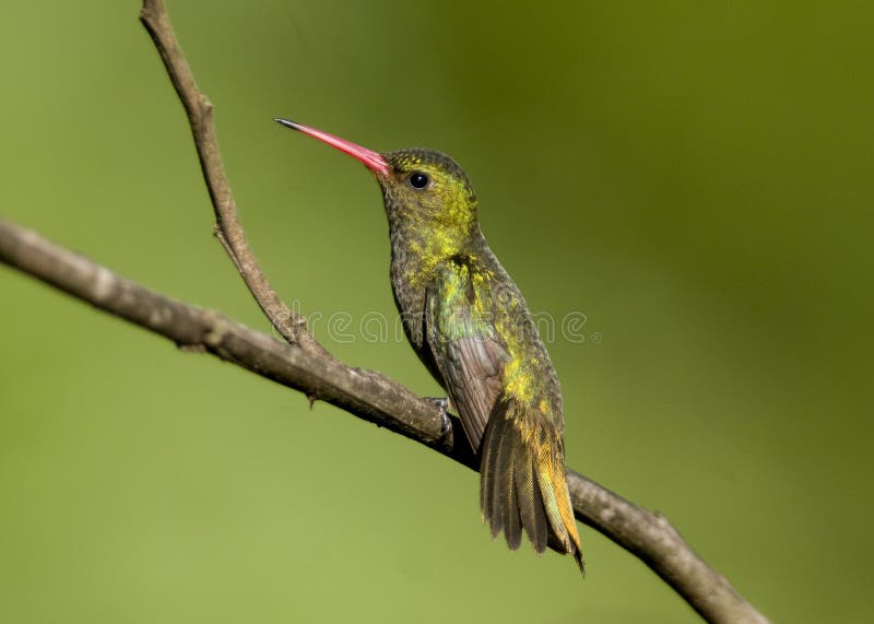 Hummingbird Perched on a Twig Stock Photo - Image of display, fauna ...