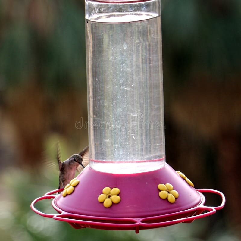 Hummingbird Perches on a Feeder Stock Photo - Image of blurred ...