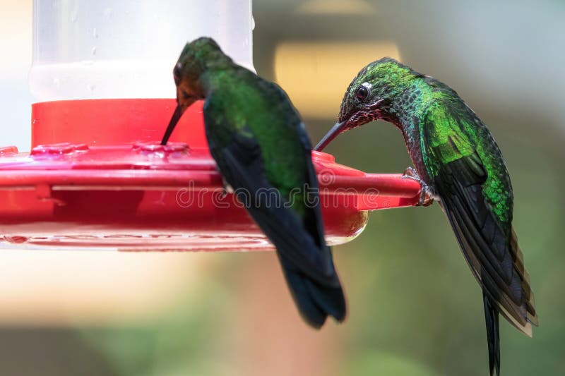 Hummingbird Perching on a Bird Feeder Stock Photo - Image of rica ...