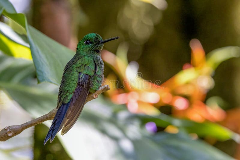Hummingbird Perching on a Branch of Tree Stock Image - Image of bird ...