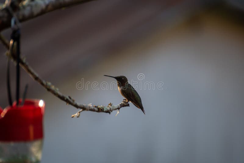 Hummingbird Perching on a Tree Branch Against a Blurred Background ...