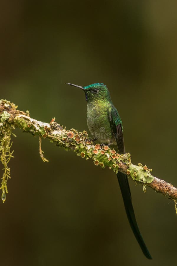 267 Long Tailed Hummingbird Stock Photos - Free & Royalty-Free Stock ...