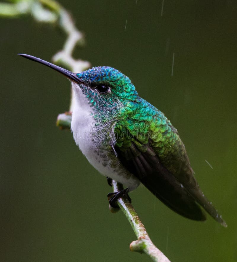 Hummingbird in the rain stock photo. Image of colourful - 98918676