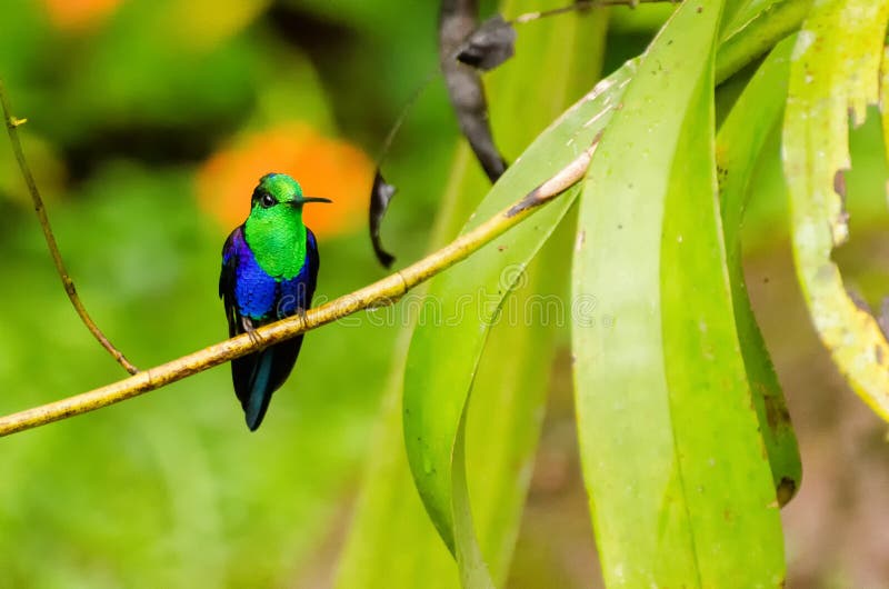 The Booted Racket-Tail Hummingbird Stock Photo - Image of fauna ...