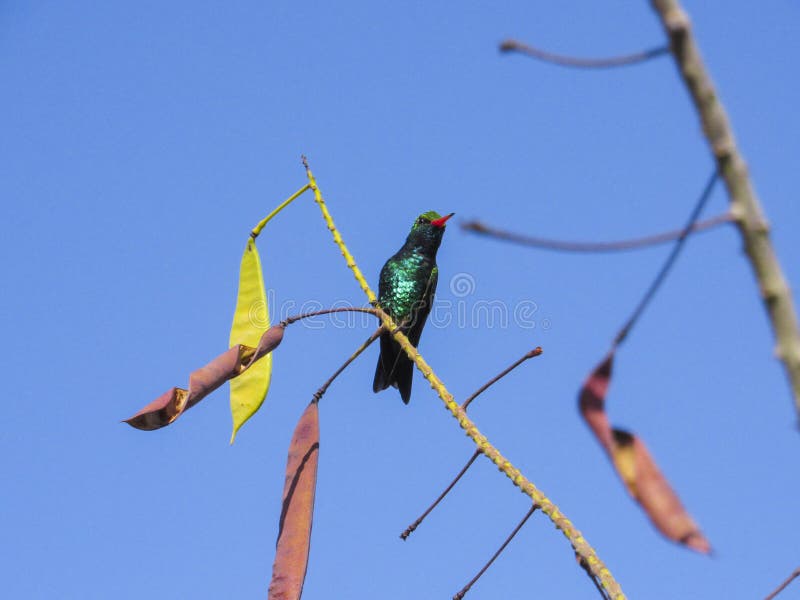 Hummingbird stock photo. Image of beetle, fauna, puruty - 97126710