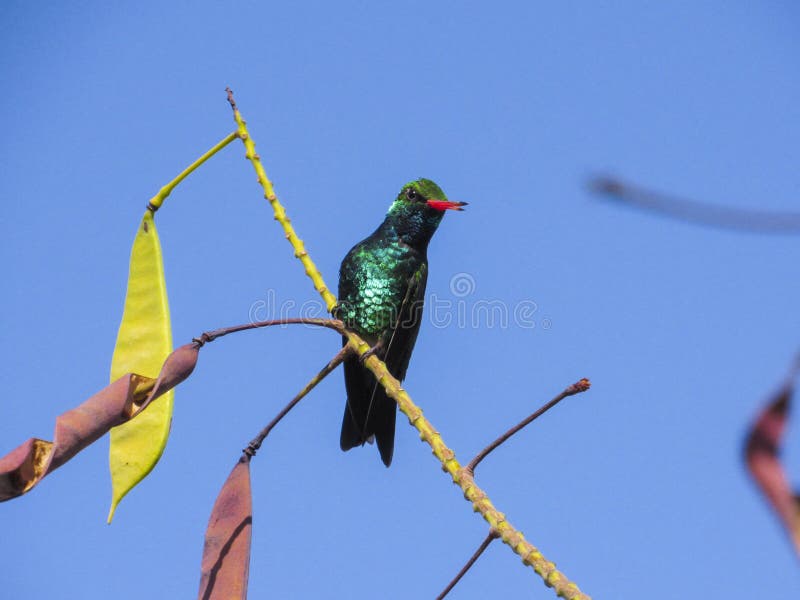 Hummingbird stock photo. Image of small, beetle, bird - 97126724