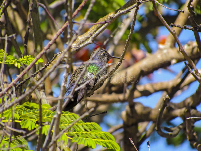 Hummingbird stock image. Image of beetle, flora, tree - 97126849