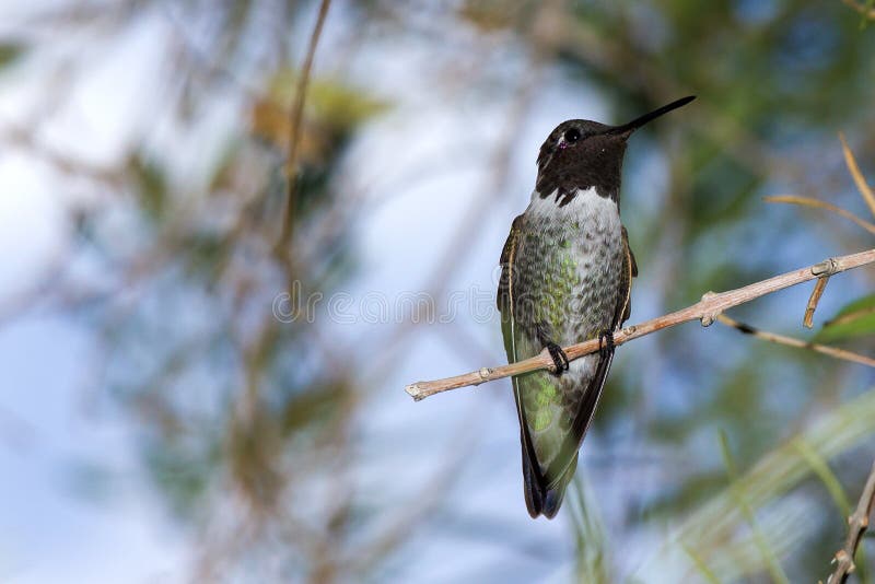 Hummingbird at Rest stock photo. Image of nature, blur - 40786188