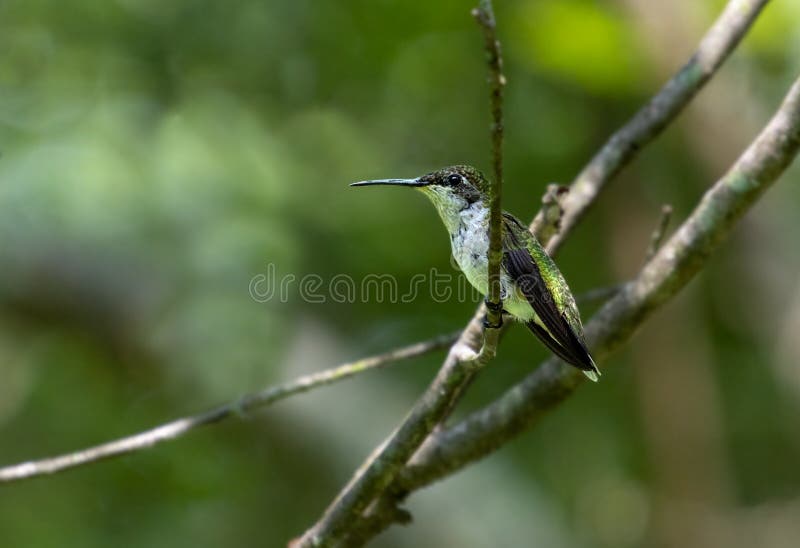 Hummingbird at Rest Perched on a Branch Stock Photo - Image of nature ...