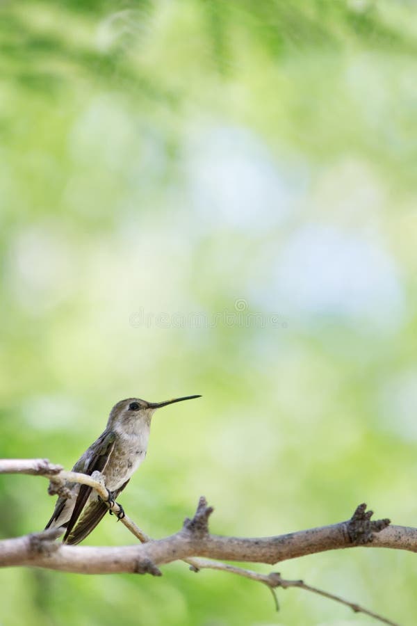 Hummingbird stock photo. Image of tranquil, resting, bird - 30977998
