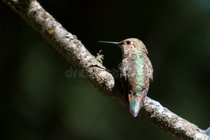 Hummingbird Resting after Drinking Nectar Stock Image - Image of birds ...