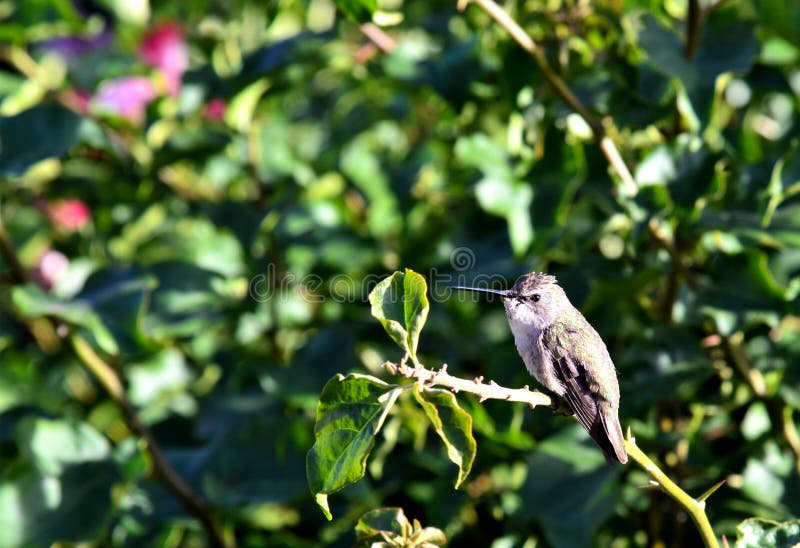 Hummingbird Resting stock photo. Image of twig, pace - 90229492