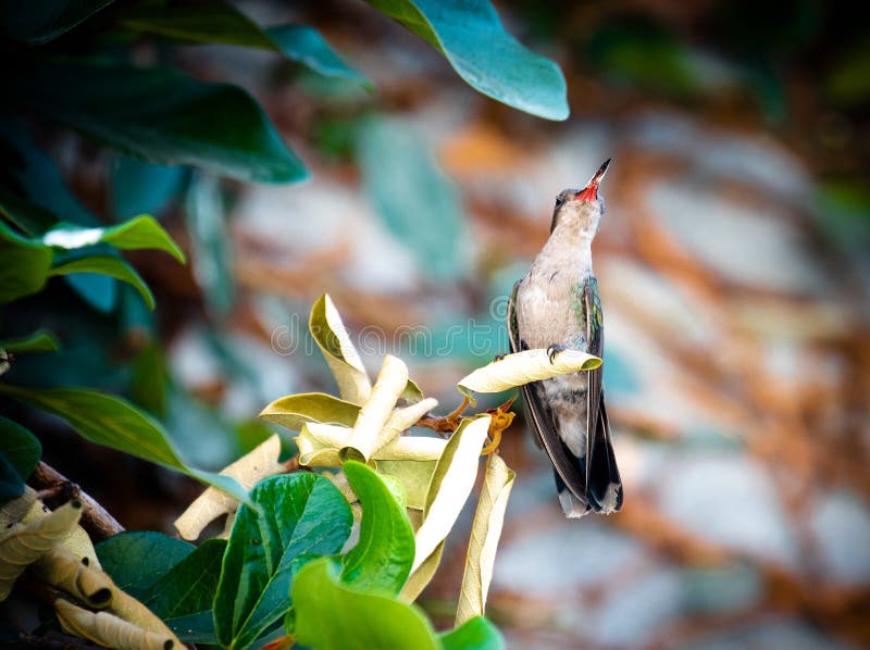Hummingbird Resting on a Tree Leaf. Stock Image - Image of amazing ...