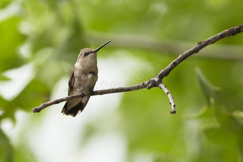 Hummingbird Resting II stock photo. Image of feather - 41100128
