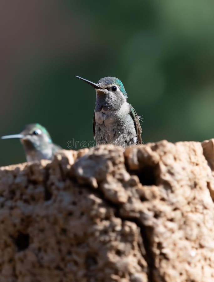 Hummingbird on Rock Perch stock illustration. Illustration of wildlife ...