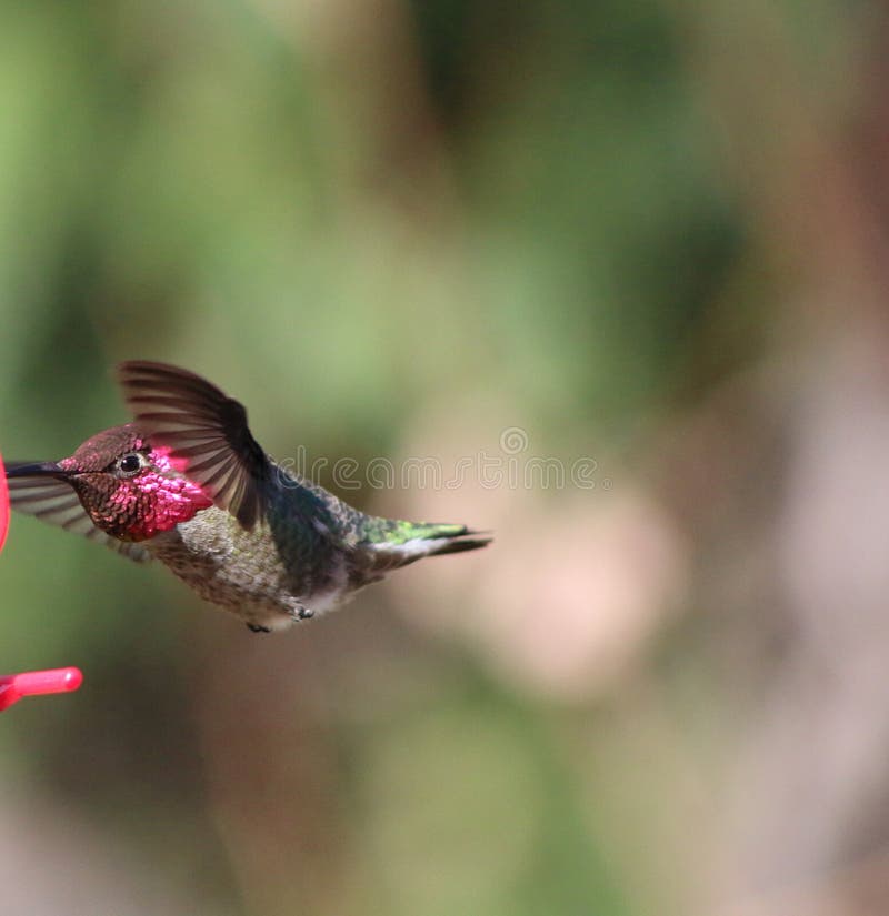 Hummingbird s face stock photo. Image of annas, crown - 63799864