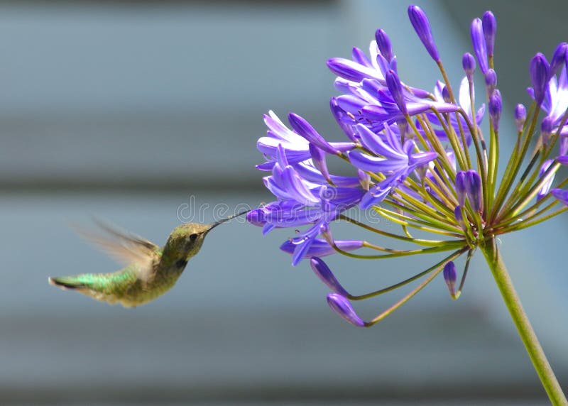 Hummingbird in Flight with Purple Flower Stock Image - Image of flower ...