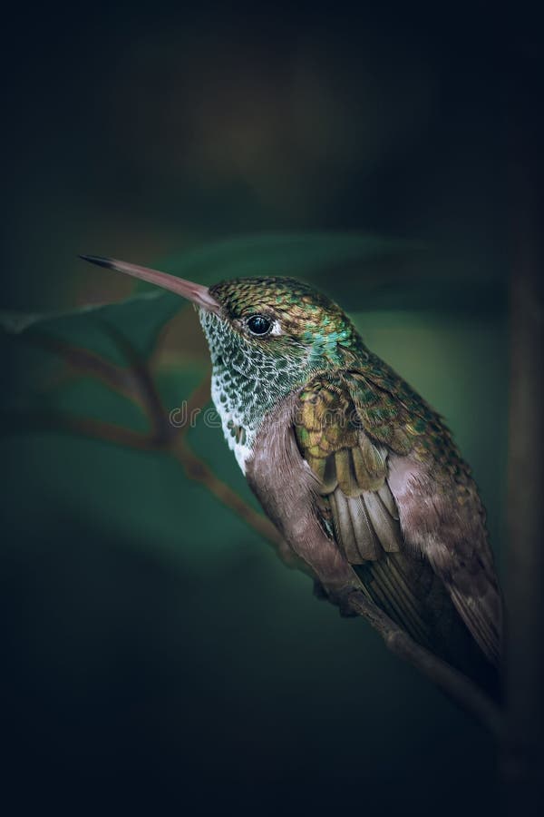 Hummingbird Sitting on a Branch Stock Photo - Image of ...